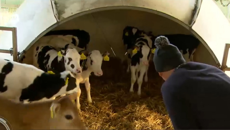 Vacile prietenoase cu mediul. O familie de fermieri folosește un ...